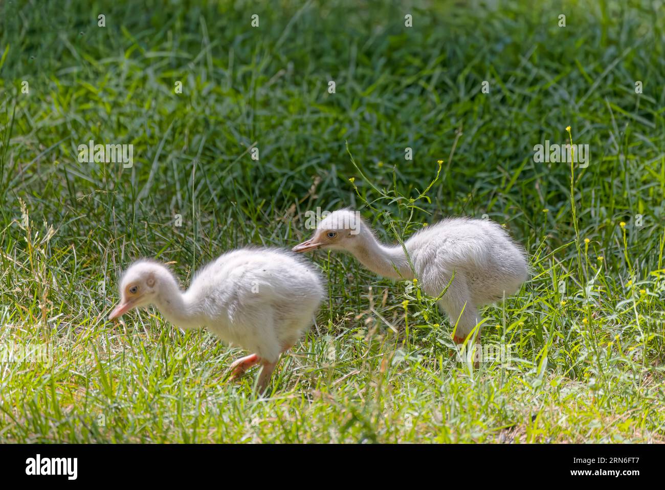 Two Young Greater Rhea (Rhea americana) one of two extant species, a ...