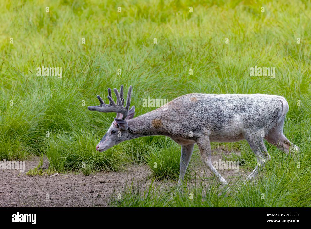 White- tailed deer, an unusually colored deer with velvet antlers Stock ...