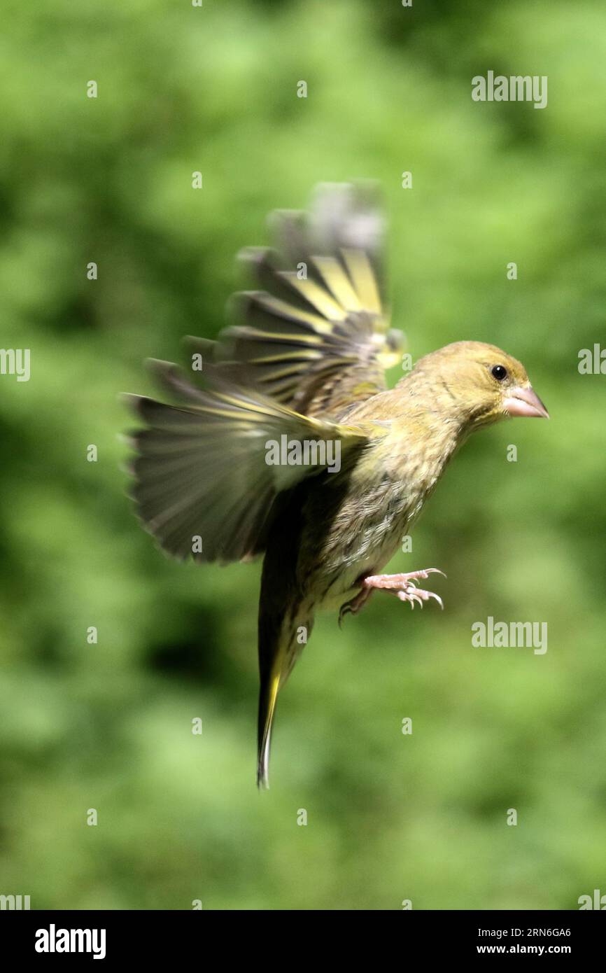 Greenfinch caught in flight Stock Photo - Alamy
