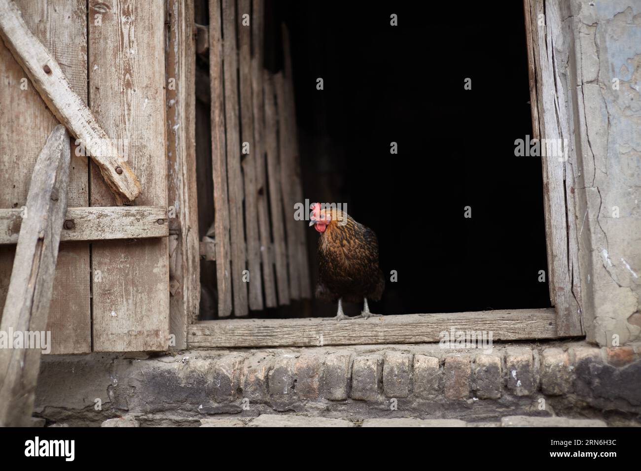 Chicken in the village yard Stock Photo - Alamy
