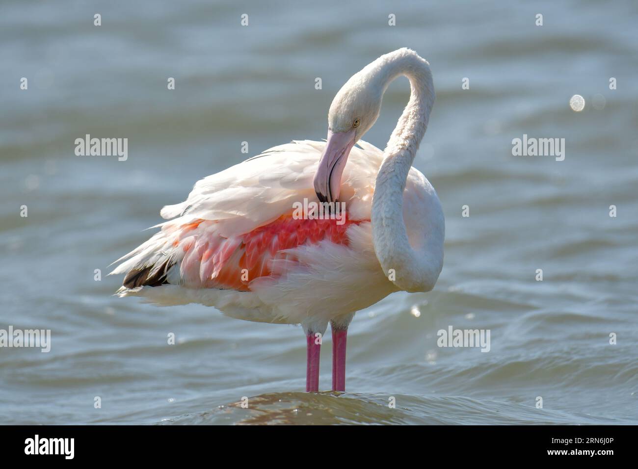 GREATER FLAMINGO, PHOENICOPTERUS ROSEUS Stock Photo - Alamy
