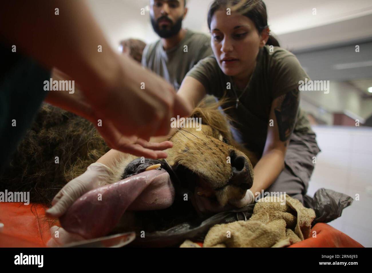 Two year old lion hi-res stock photography and images - Alamy