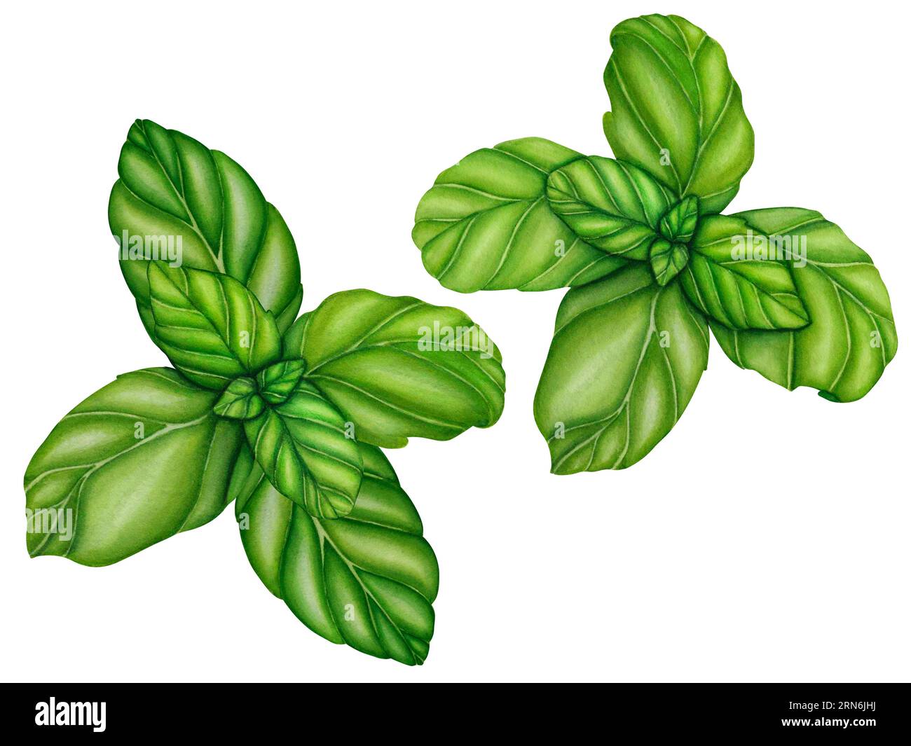 Watercolor basil branch with green leaves. Hand drawn botanical ...