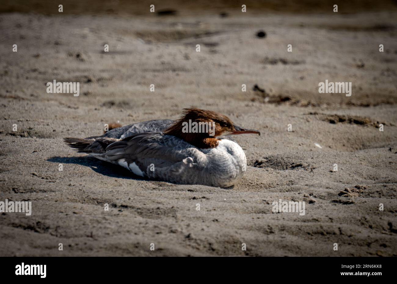 grebe on beach Stock Photo - Alamy