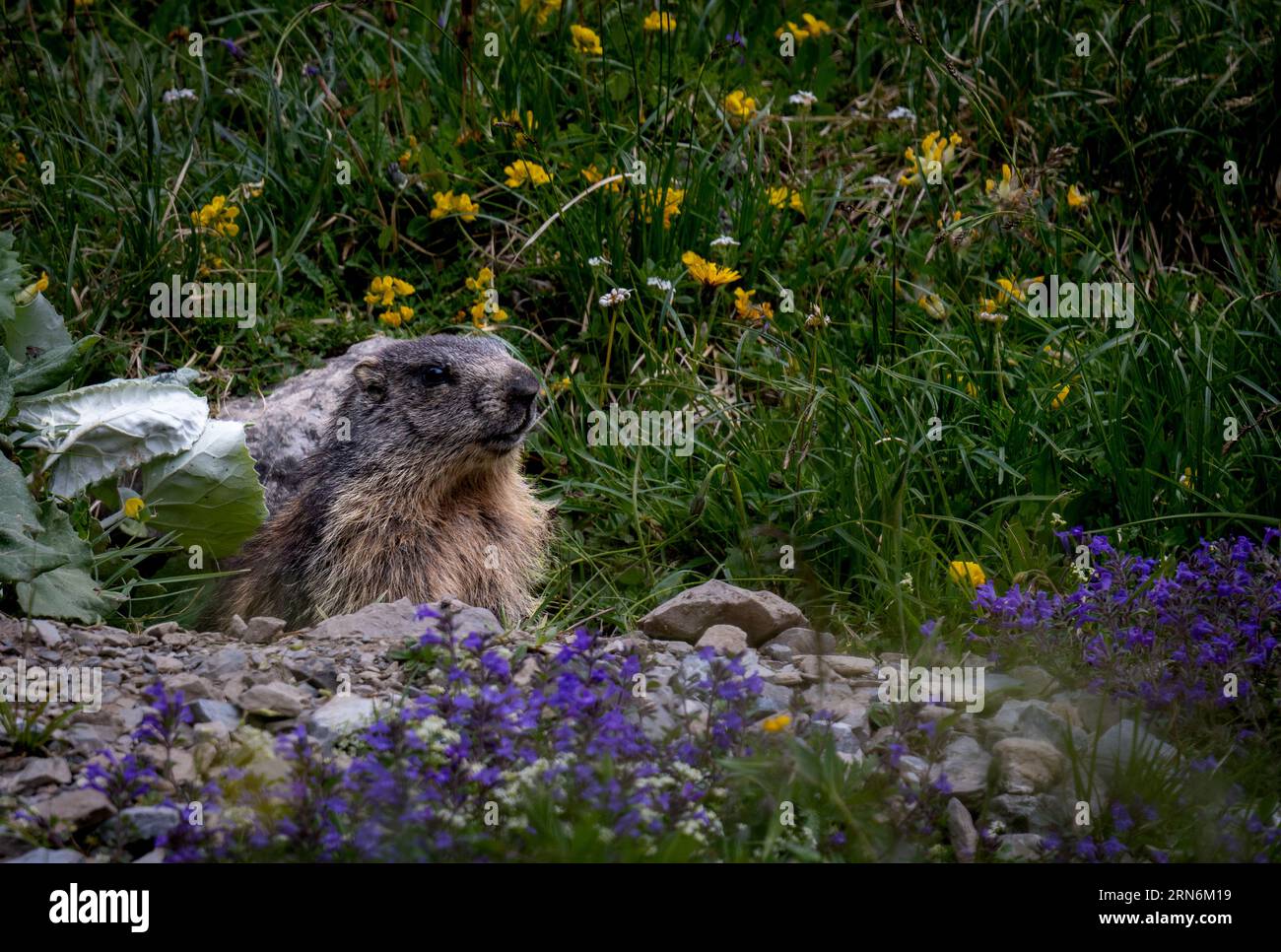 flowers in the meadow with marmot Stock Photo - Alamy