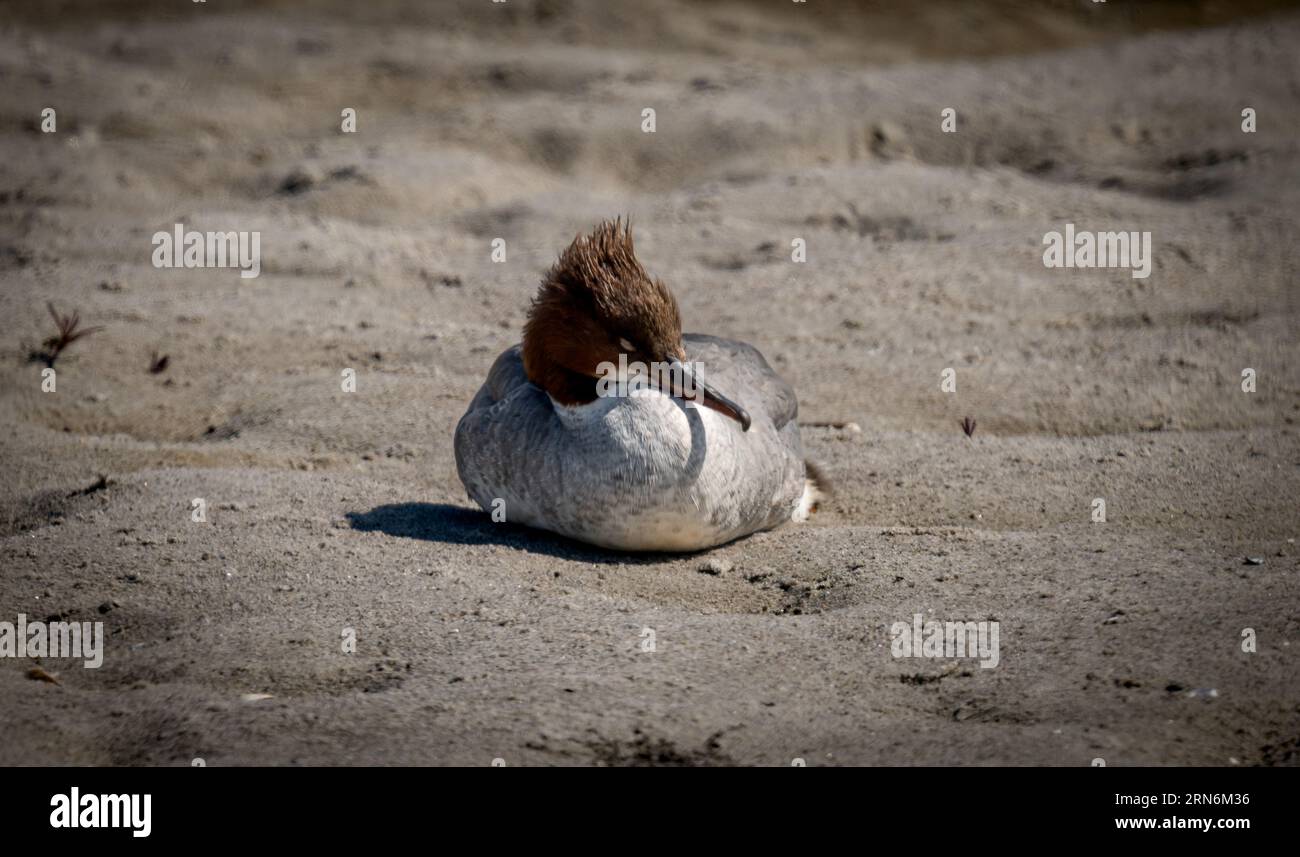 Grebe beach hi-res stock photography and images - Alamy