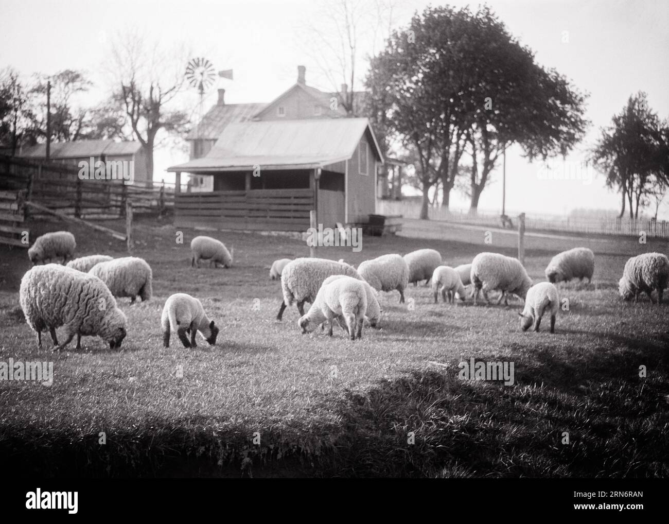 1930s FLOCK OF SHEEP GRAZING NEAR FARM BUILDINGS AND FARMHOUSE - s2835 HAR001 HARS LAMBS SEASON ...