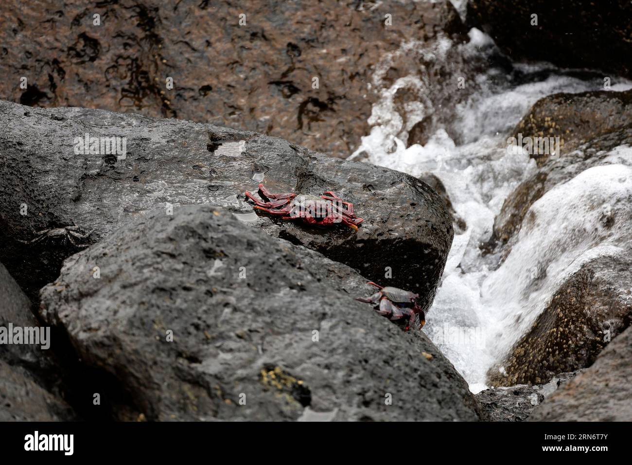 Lanzarote, Canary islands. Taken Feb 23. cym Stock Photo - Alamy