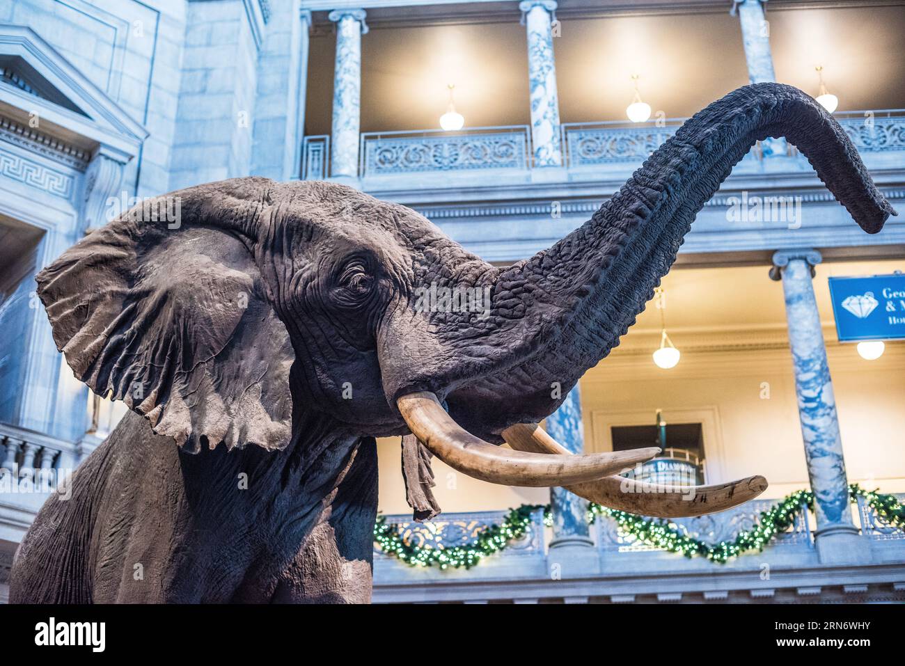 WASHINGTON DC, United States — Henry, the African bush elephant, stands ...