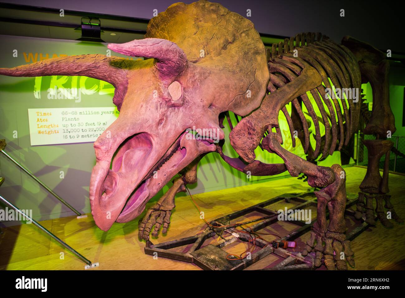 Dinosaur exhibits washington dc hi-res stock photography and images - Alamy