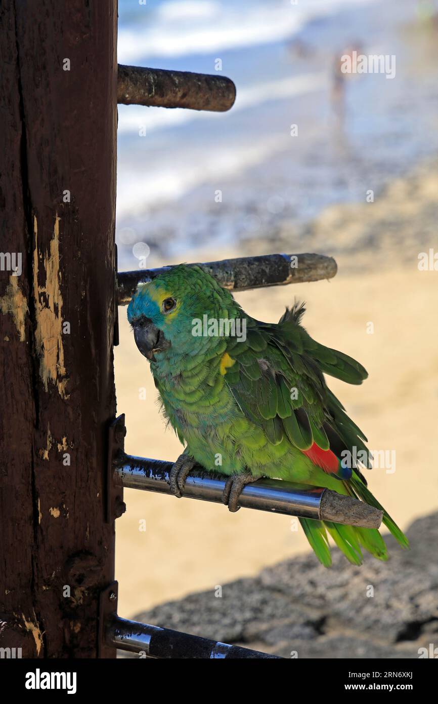 Scruffy bird hi-res stock photography and images - Alamy