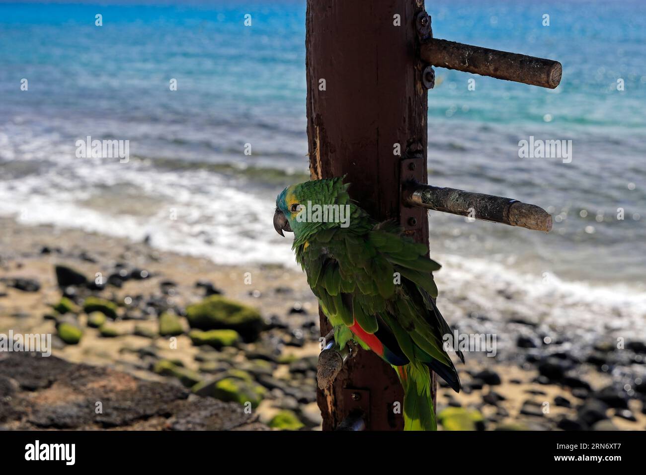 Small old green tame parrot / parakeet outside a bar in Playa Blanca ...