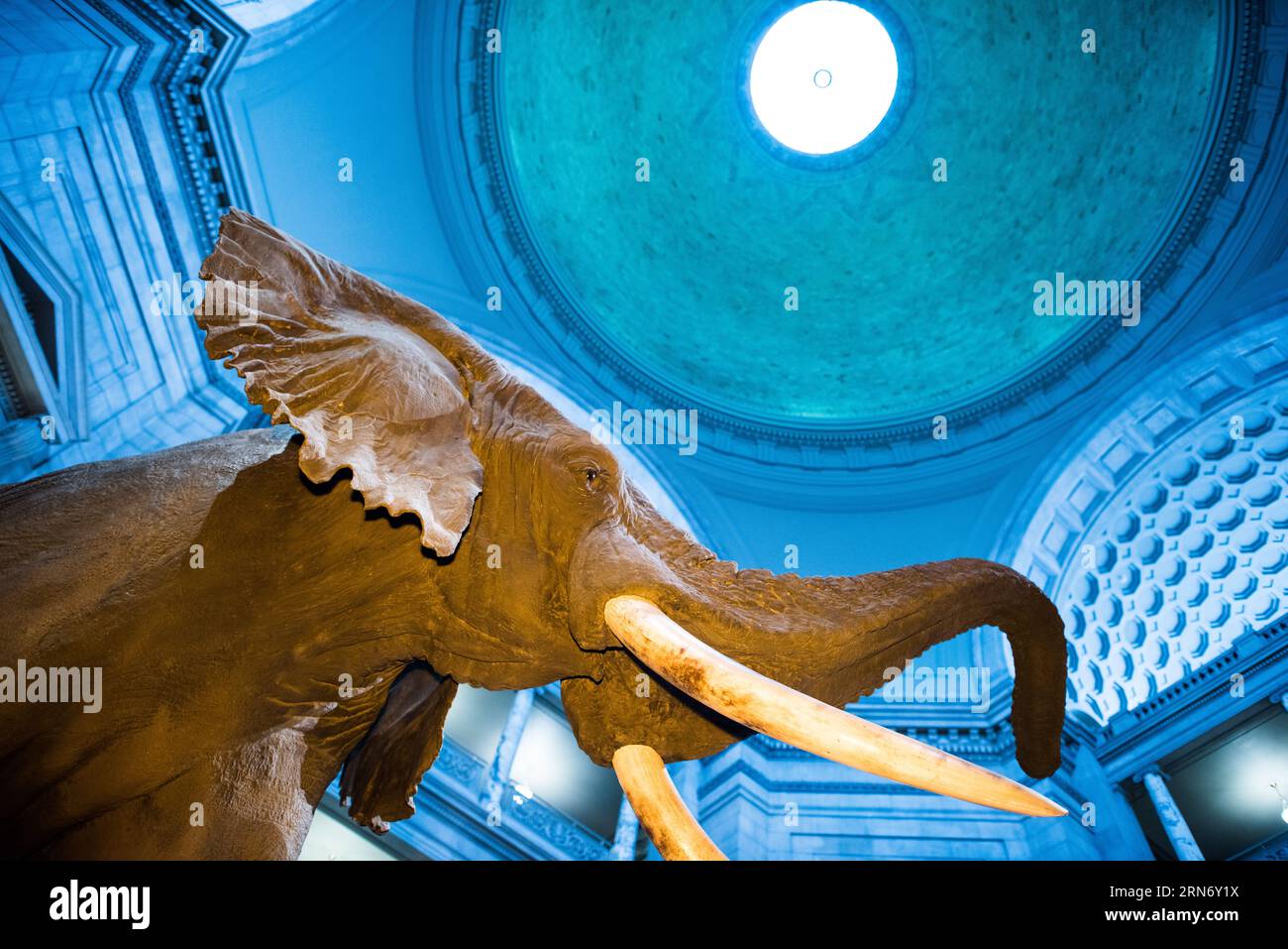 Smithsonian national museum of natural history rotunda hi-res stock ...