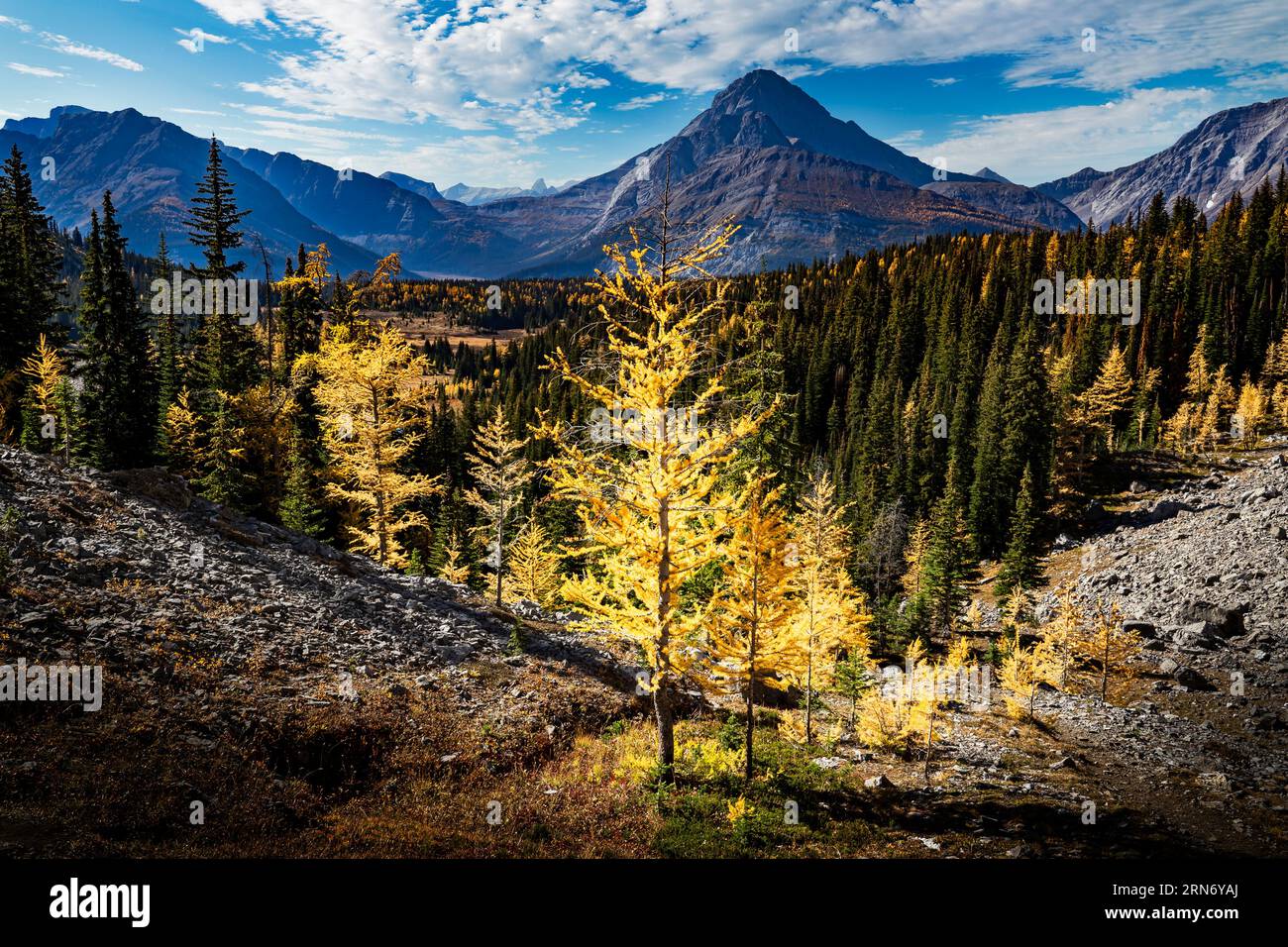 Mountain Larch trees in autumn colours overlooking the Canadian Rockies ...