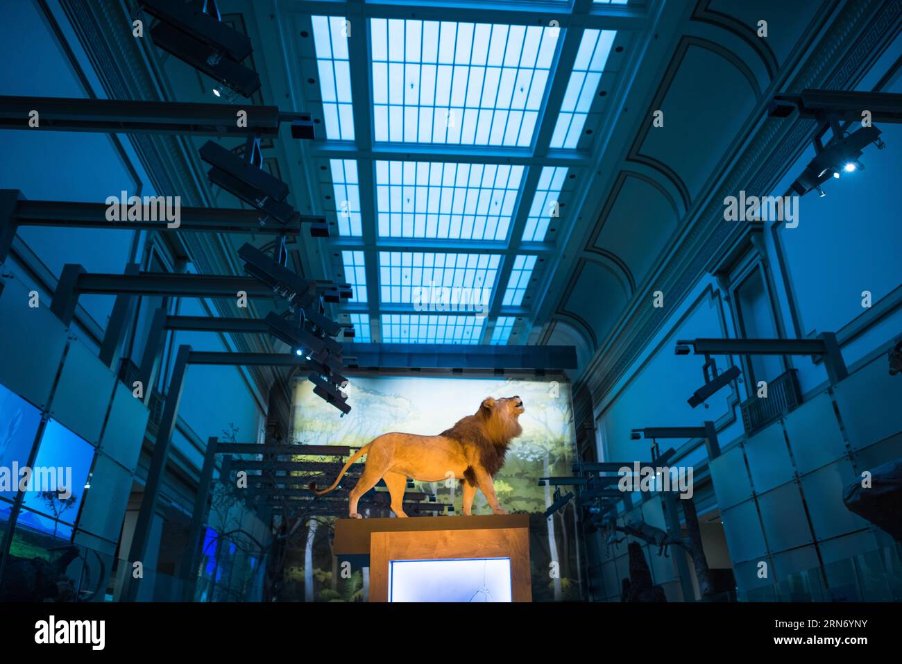 Kenneth e behring family hall of mammals hi-res stock photography and ...