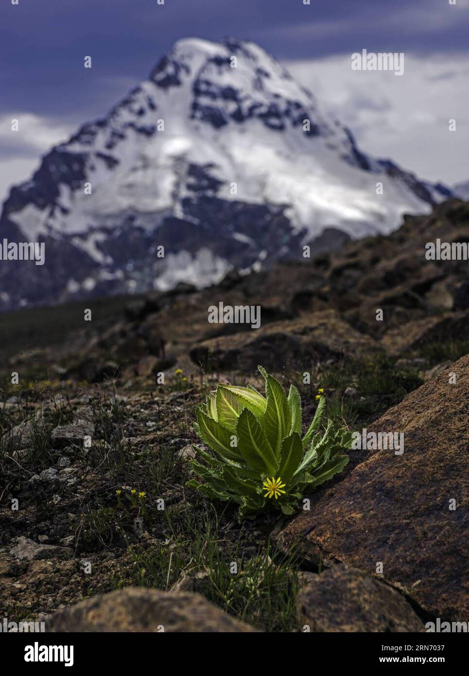 Tian shan lotus hi-res stock photography and images - Alamy