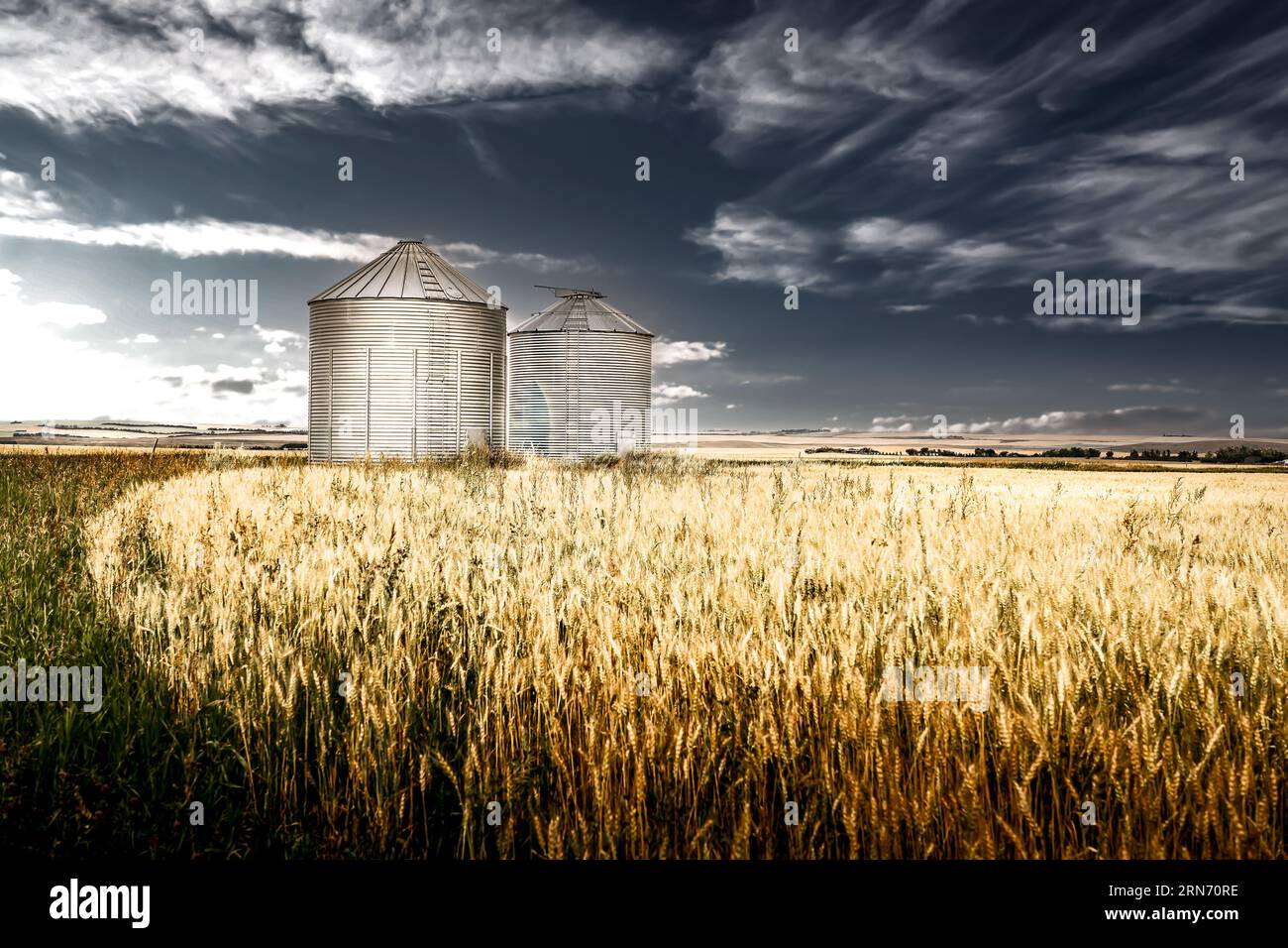 Grain bins standing over a barley field under a dramatic deep blue sky ...