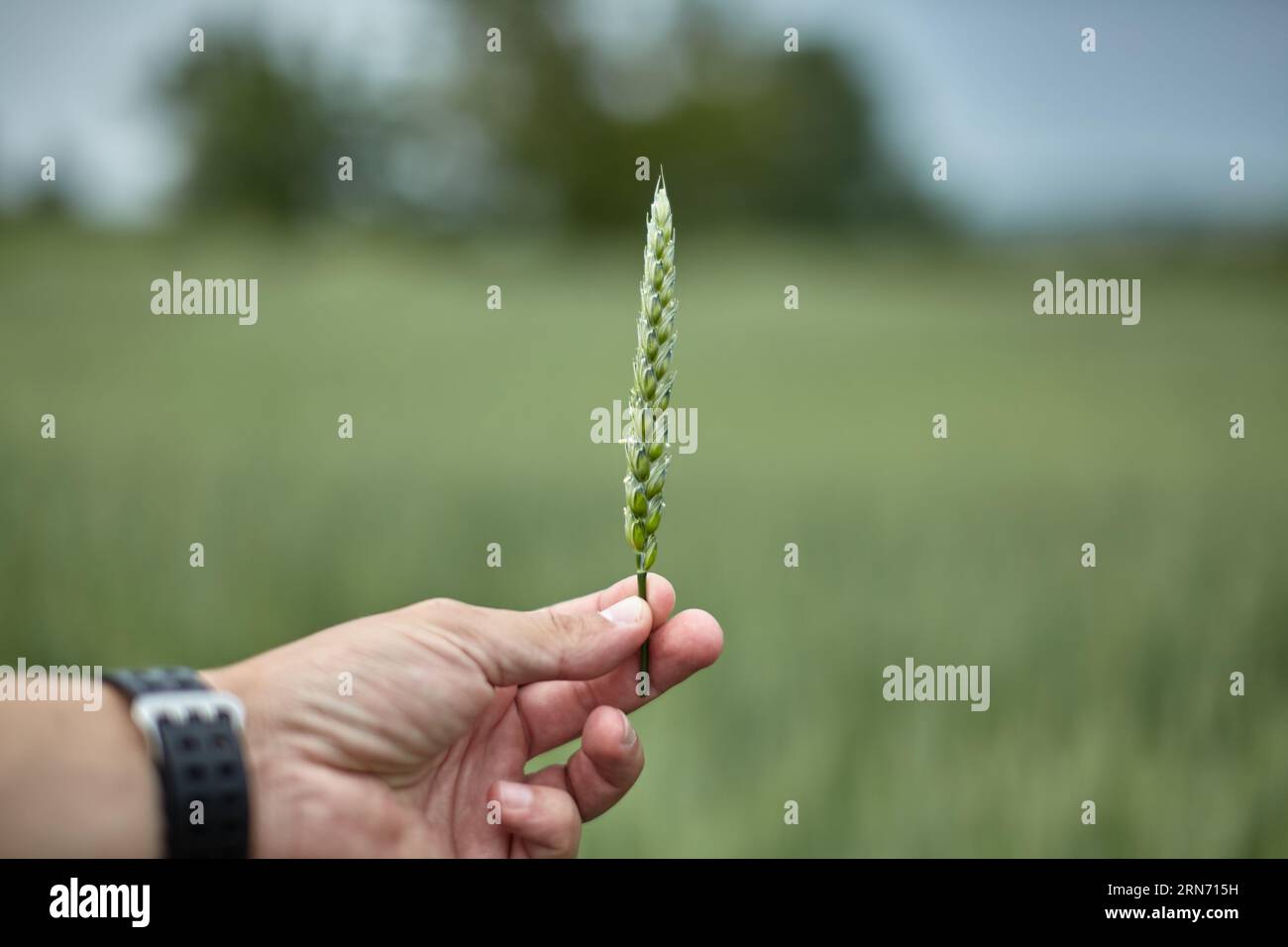 A green ear of corn in a man's hand Stock Photo - Alamy