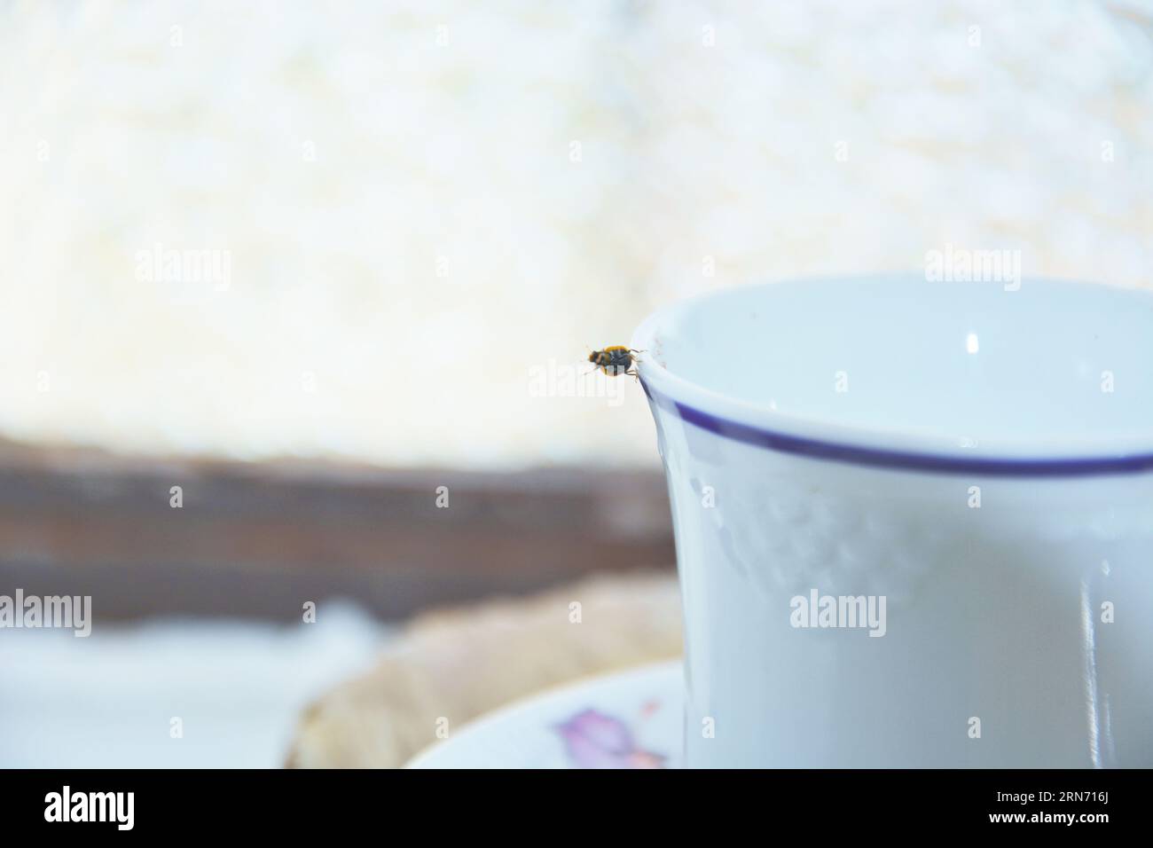 Surprise ladybug hi-res stock photography and images - Alamy