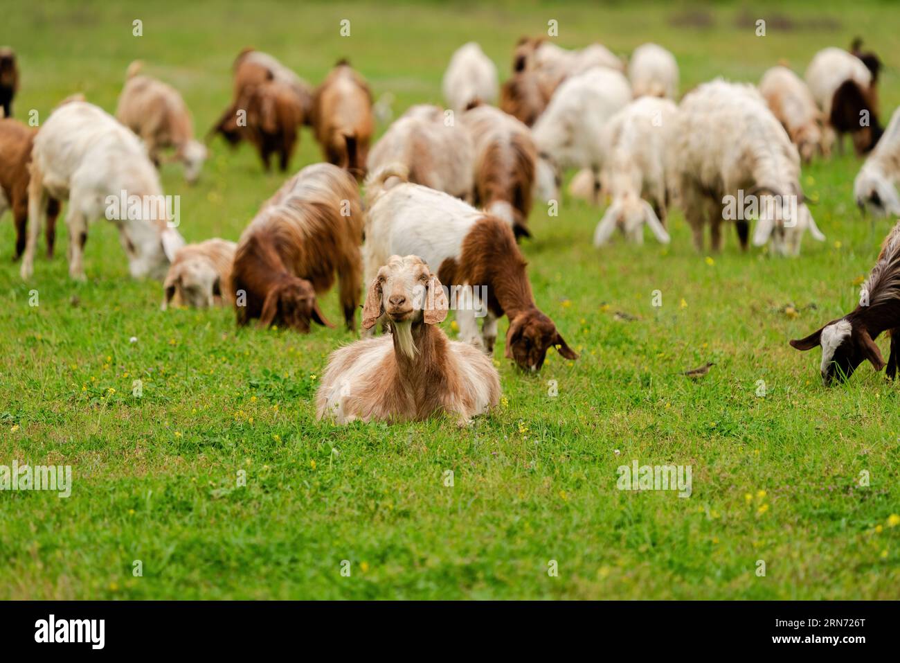 Goat grazing with its herd in Turkey Stock Photo - Alamy