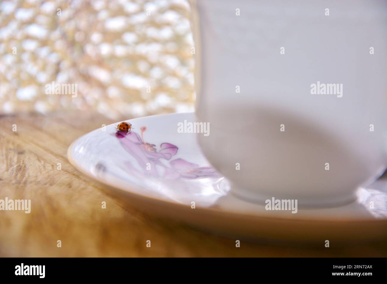 Charming Encounter: Ladybug on Tea Cup and Saucer Stock Photo - Alamy