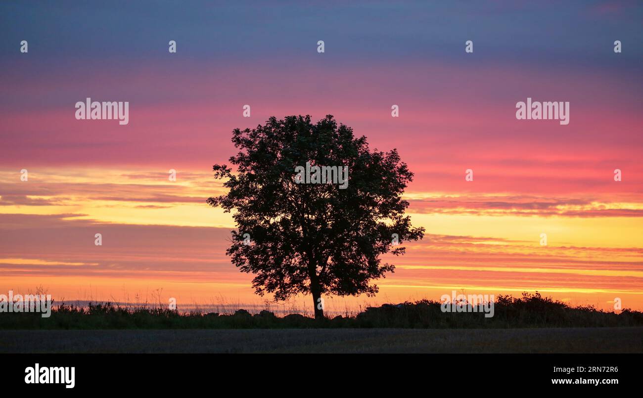 Tree silhouette at sunrise Stock Photo - Alamy