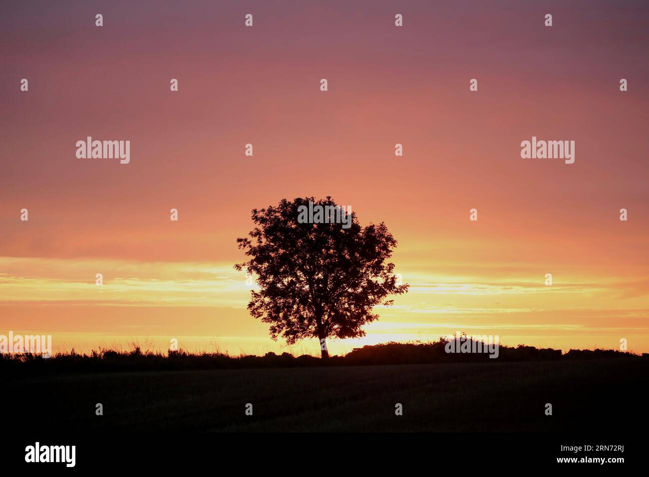 Tree silhouette at sunrise Stock Photo - Alamy