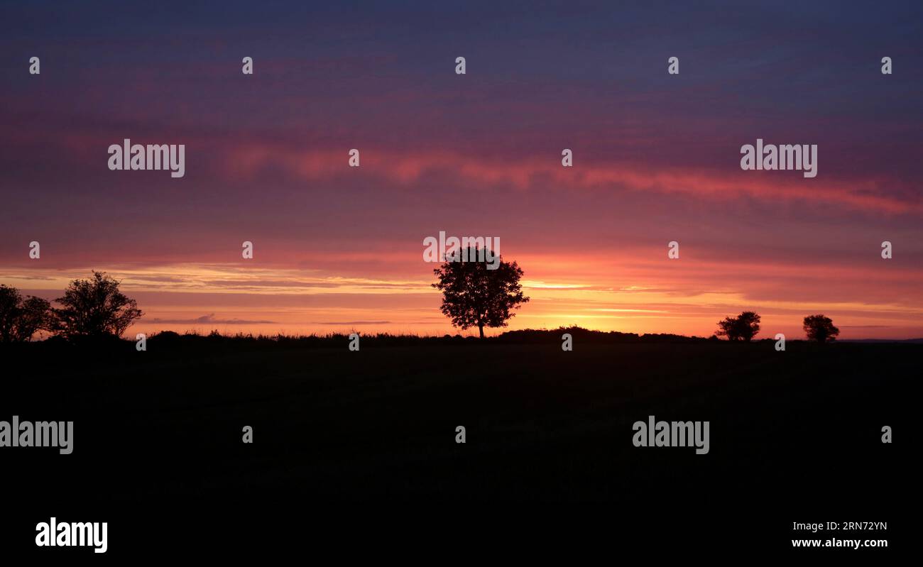 Tree silhouette at sunrise Stock Photo - Alamy