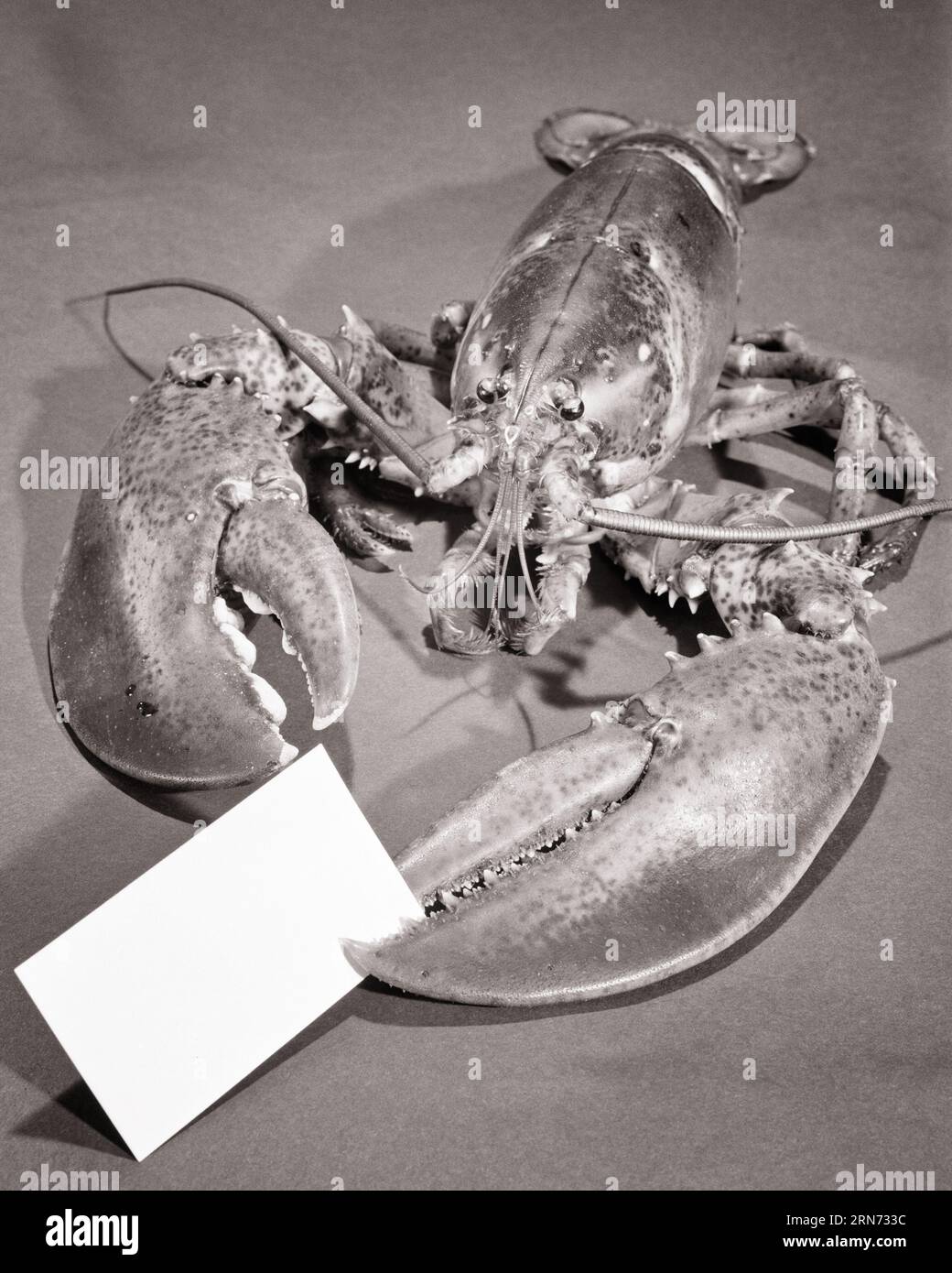 1960s LOBSTER HOLDING BLANK BUSINESS CARD IN LARGEST CLAW - s16245 ...