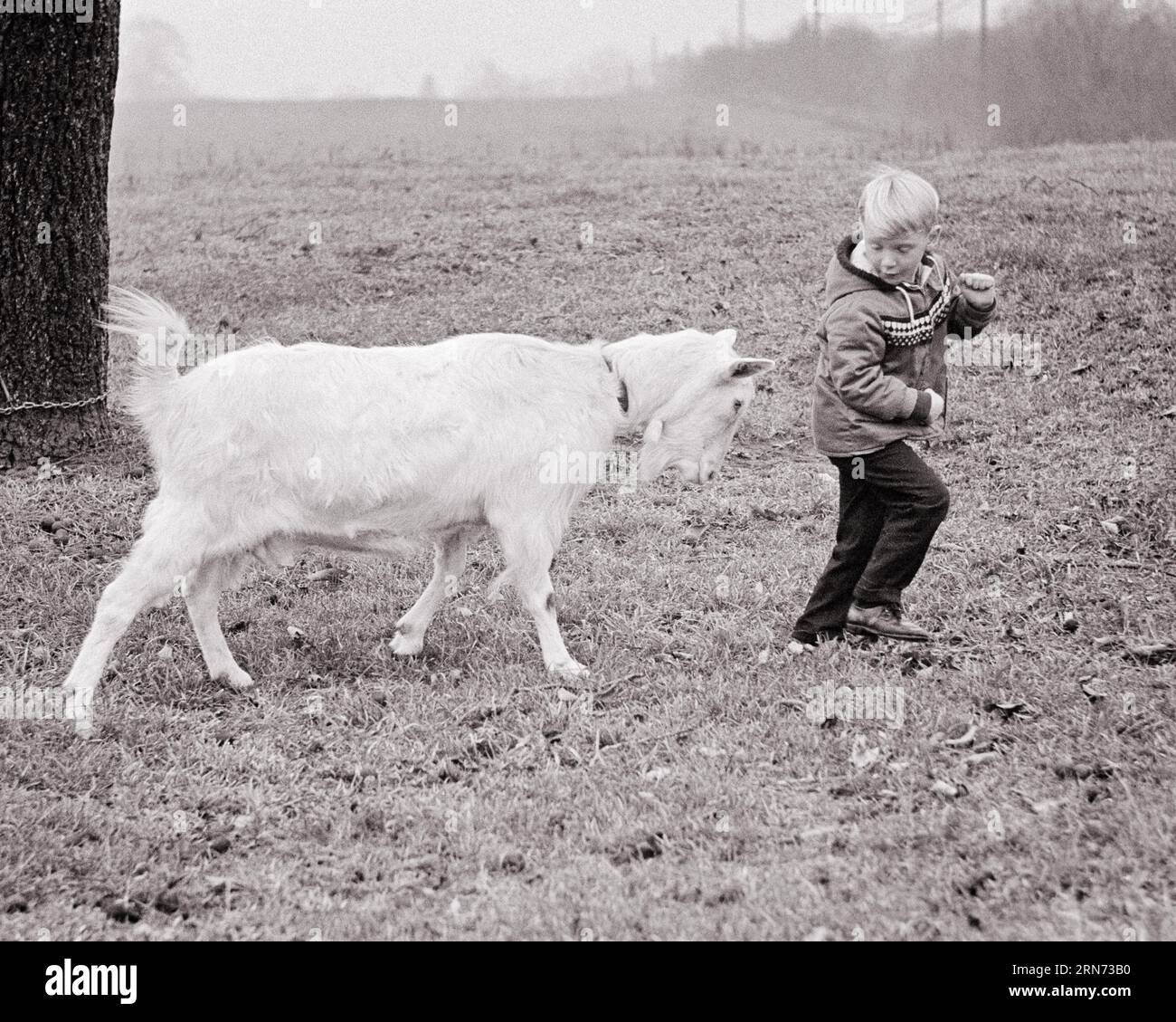 1960s WHITE BILLY GOAT RUNNING BEHIND CHASING AND BUTTING BLOND BOY ...