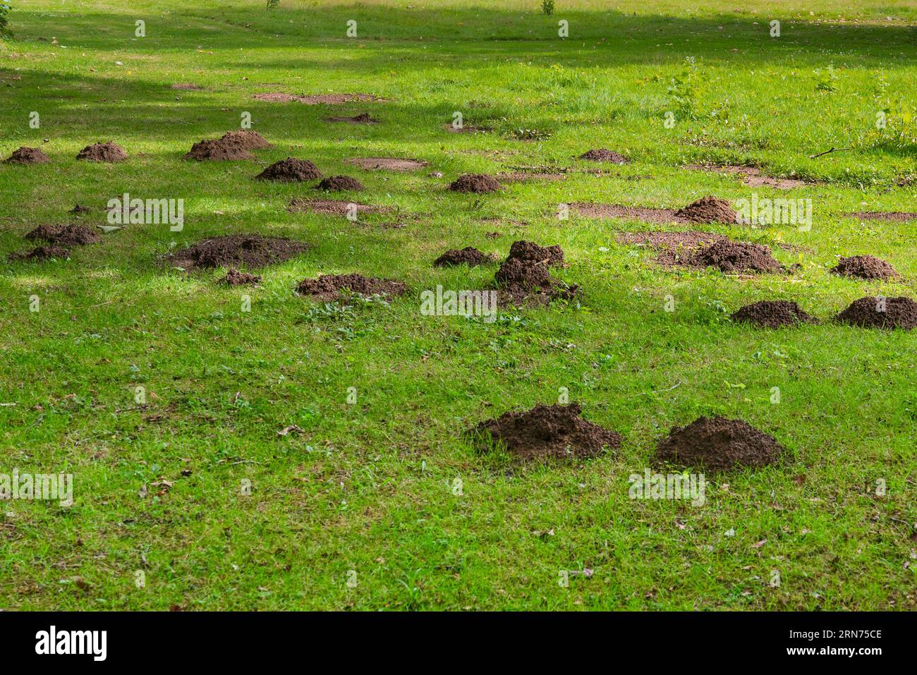 Closeup view of molehills in the grass destroy the evenly lawn in the ...