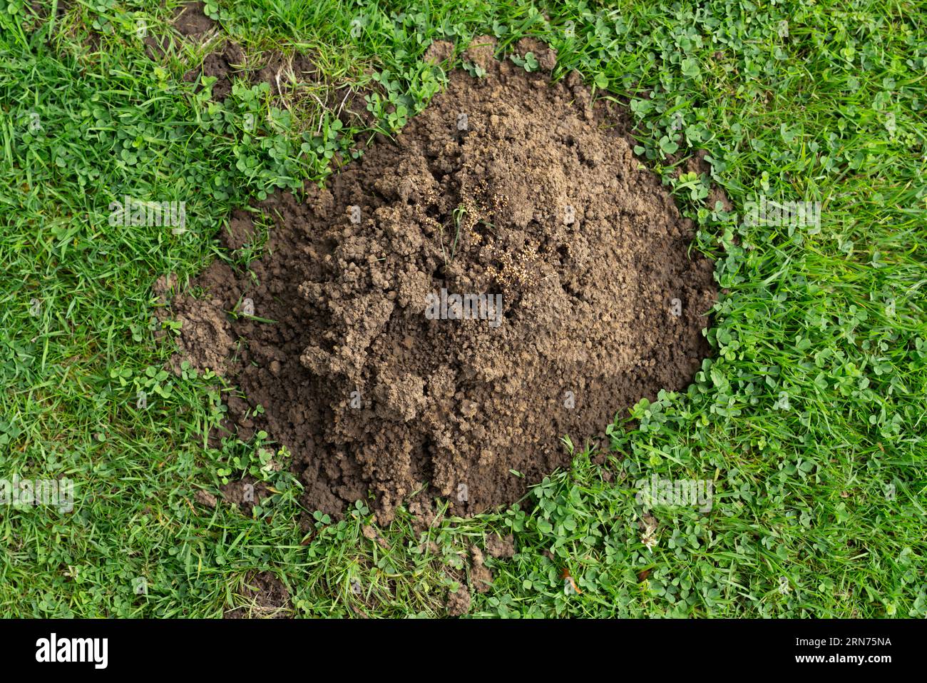 Molehill pest damage grass soil hi-res stock photography and images - Alamy