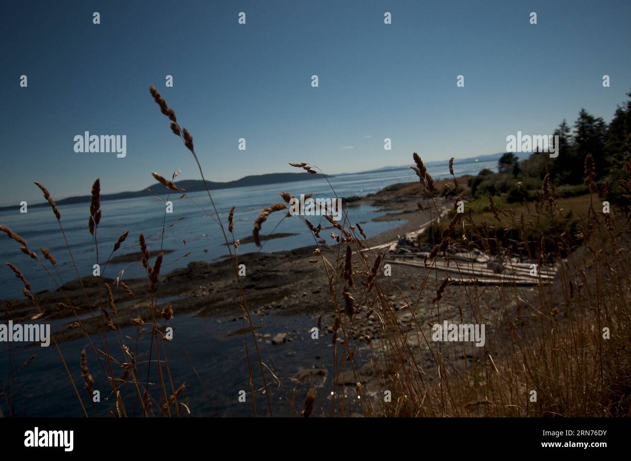 Tall tree in coastal hi-res stock photography and images - Alamy