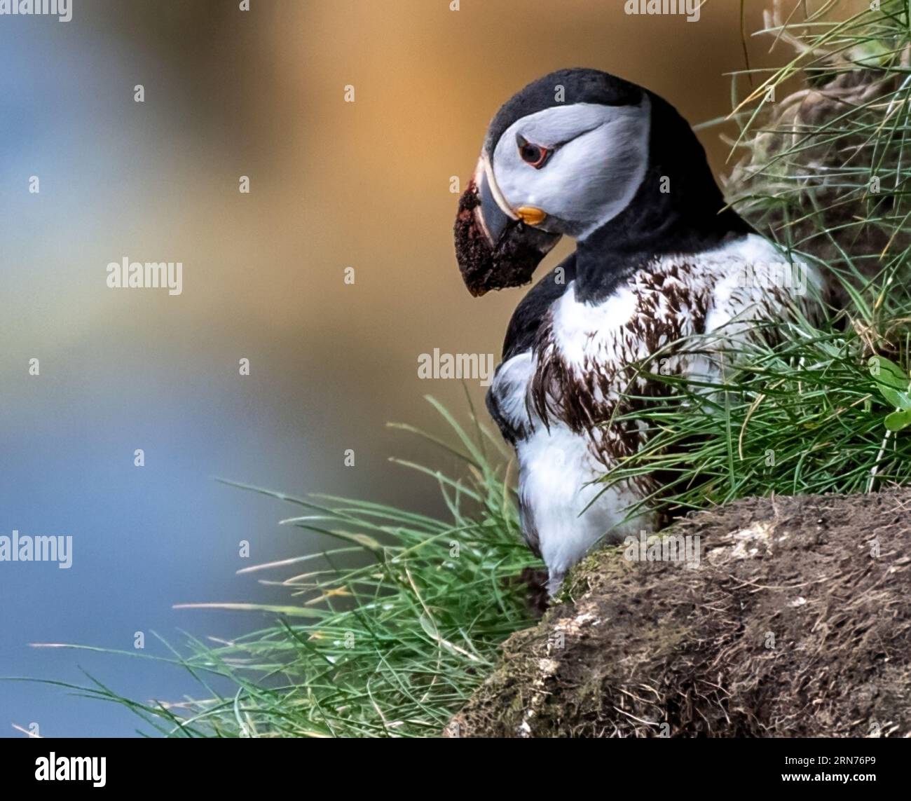 Puffin, nesting,burrow digging Stock Photo - Alamy