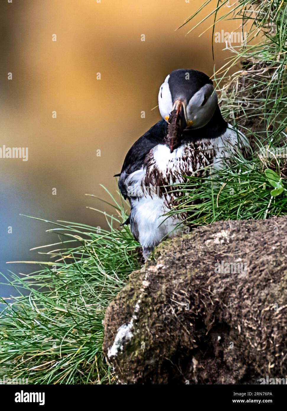 Puffin, nesting,burrow digging Stock Photo - Alamy