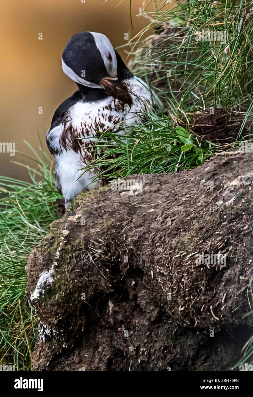 Puffin, nesting,burrow digging Stock Photo - Alamy