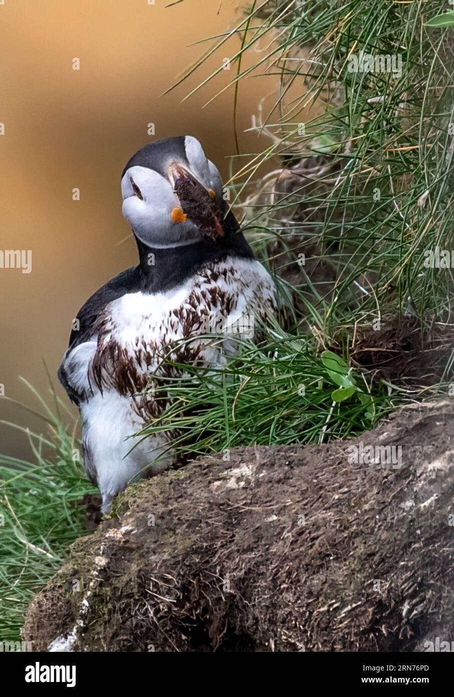 Puffin, nesting,burrow digging Stock Photo - Alamy