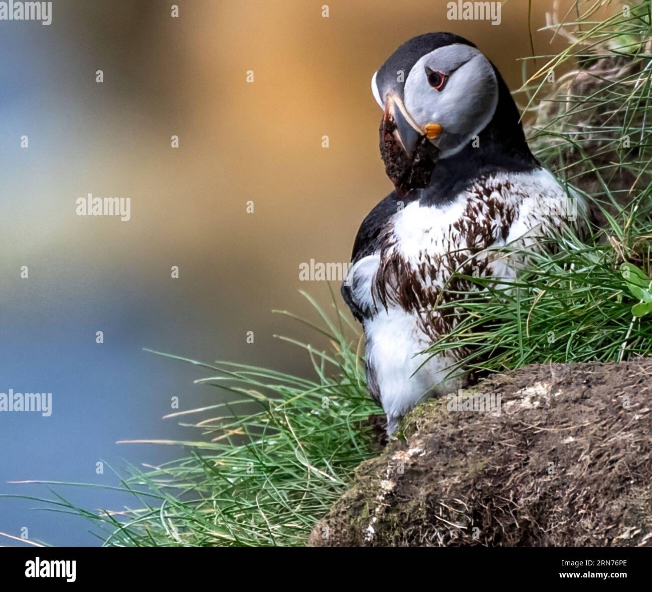 Puffin, nesting,burrow digging Stock Photo - Alamy