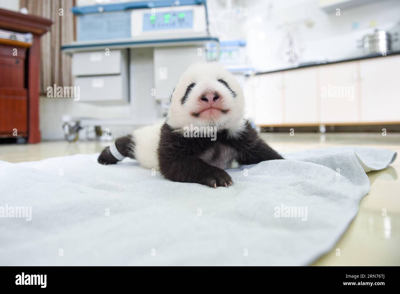 The giant panda story hi-res stock photography and images - Alamy