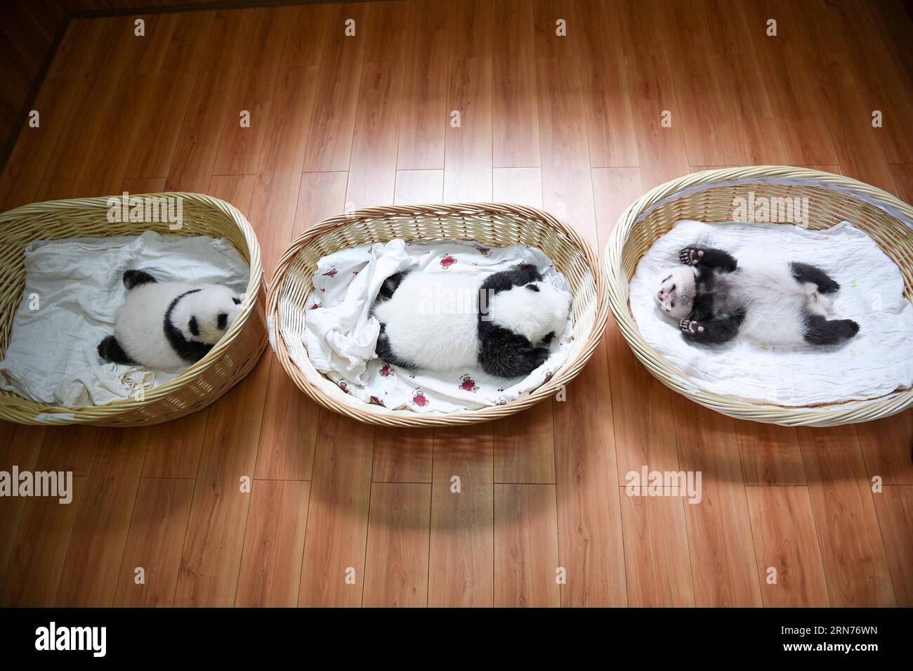 The giant panda story hi-res stock photography and images - Alamy