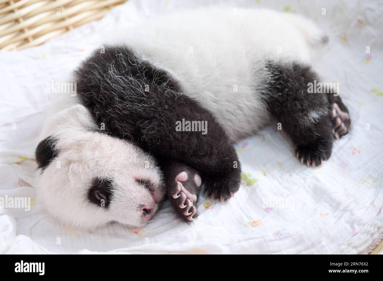 The giant panda story hi-res stock photography and images - Alamy