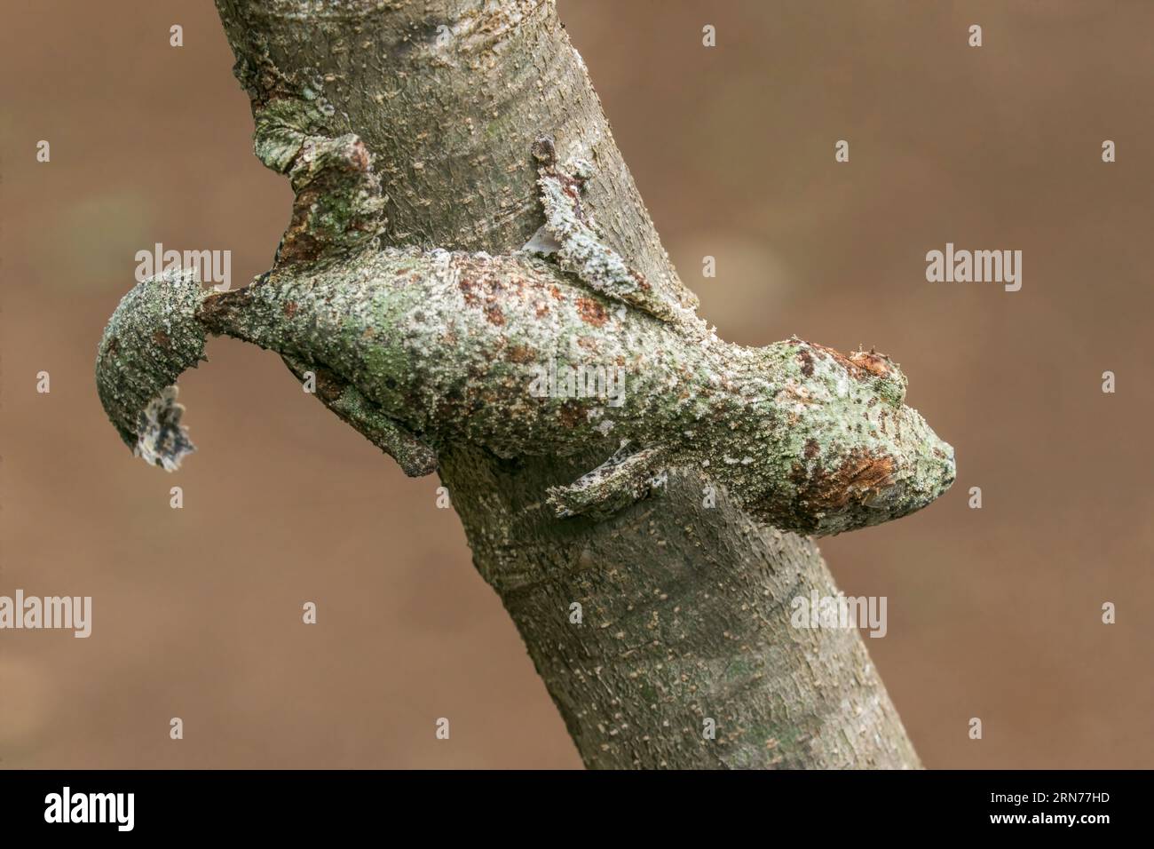 common leaf-tailed gecko or common flat-tailed gecko, Uroplatus ...