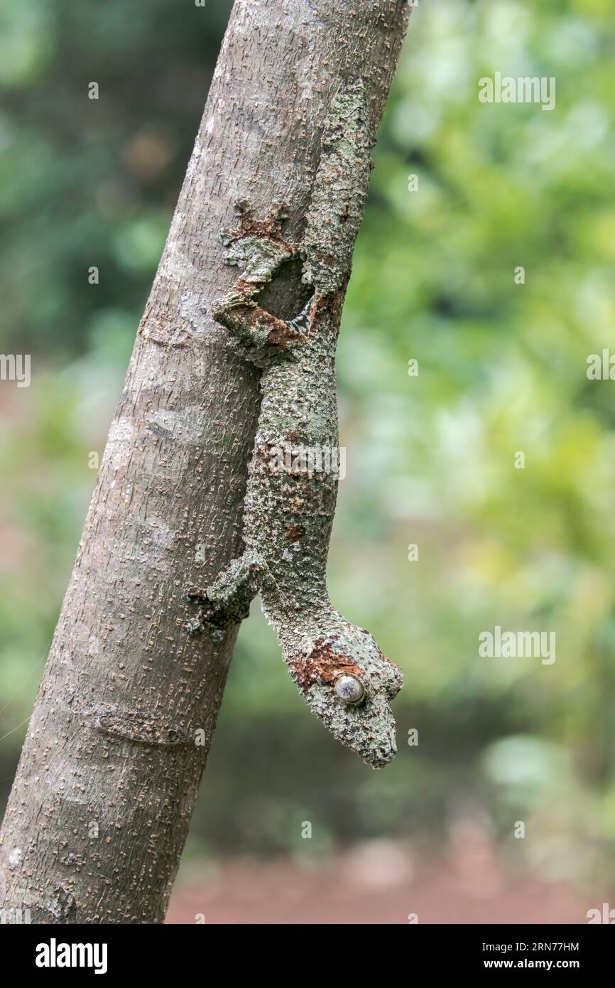 common leaf-tailed gecko or common flat-tailed gecko, Uroplatus ...