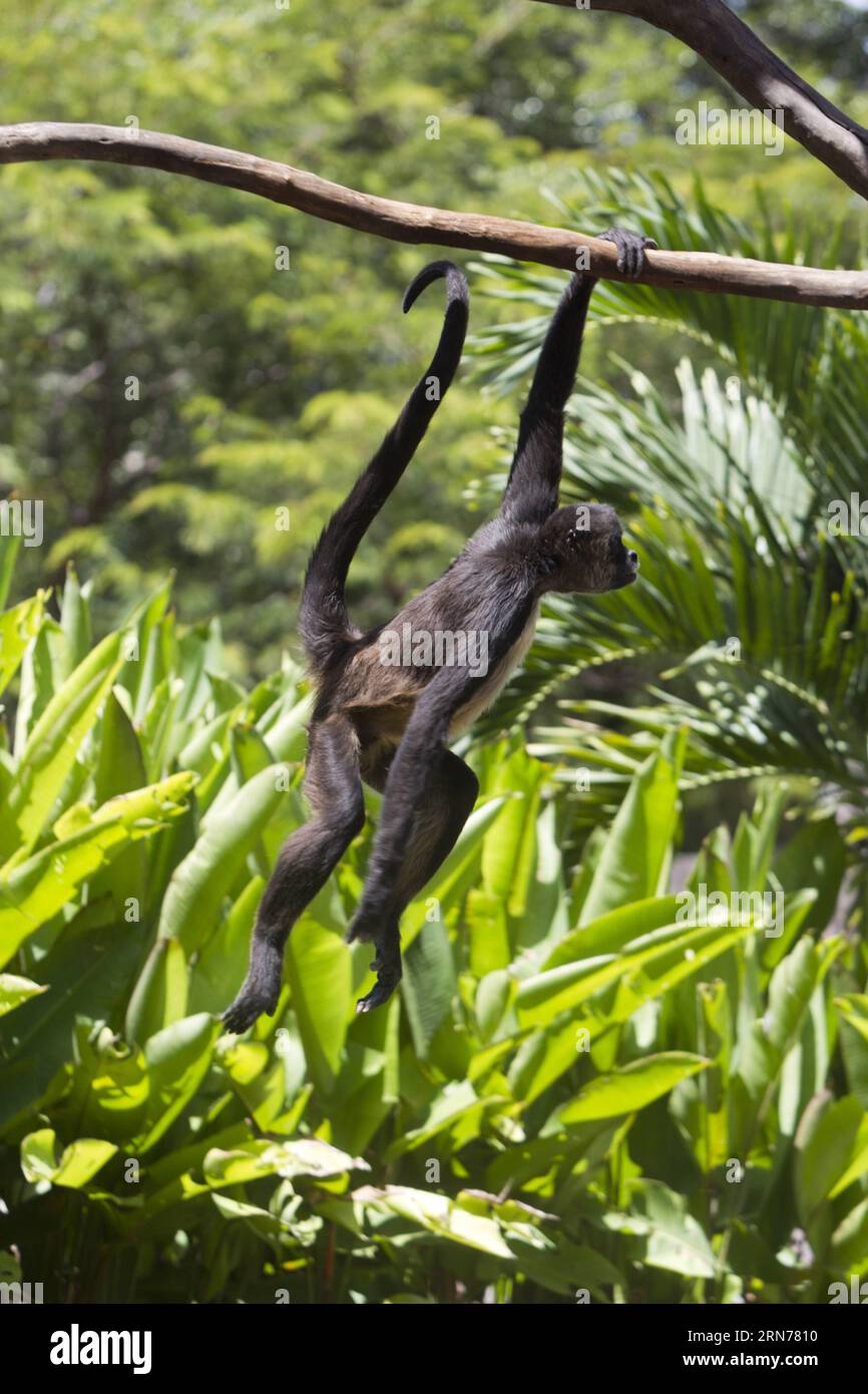 A spider monkey is seen at the animal recue center El Ocotal near ...