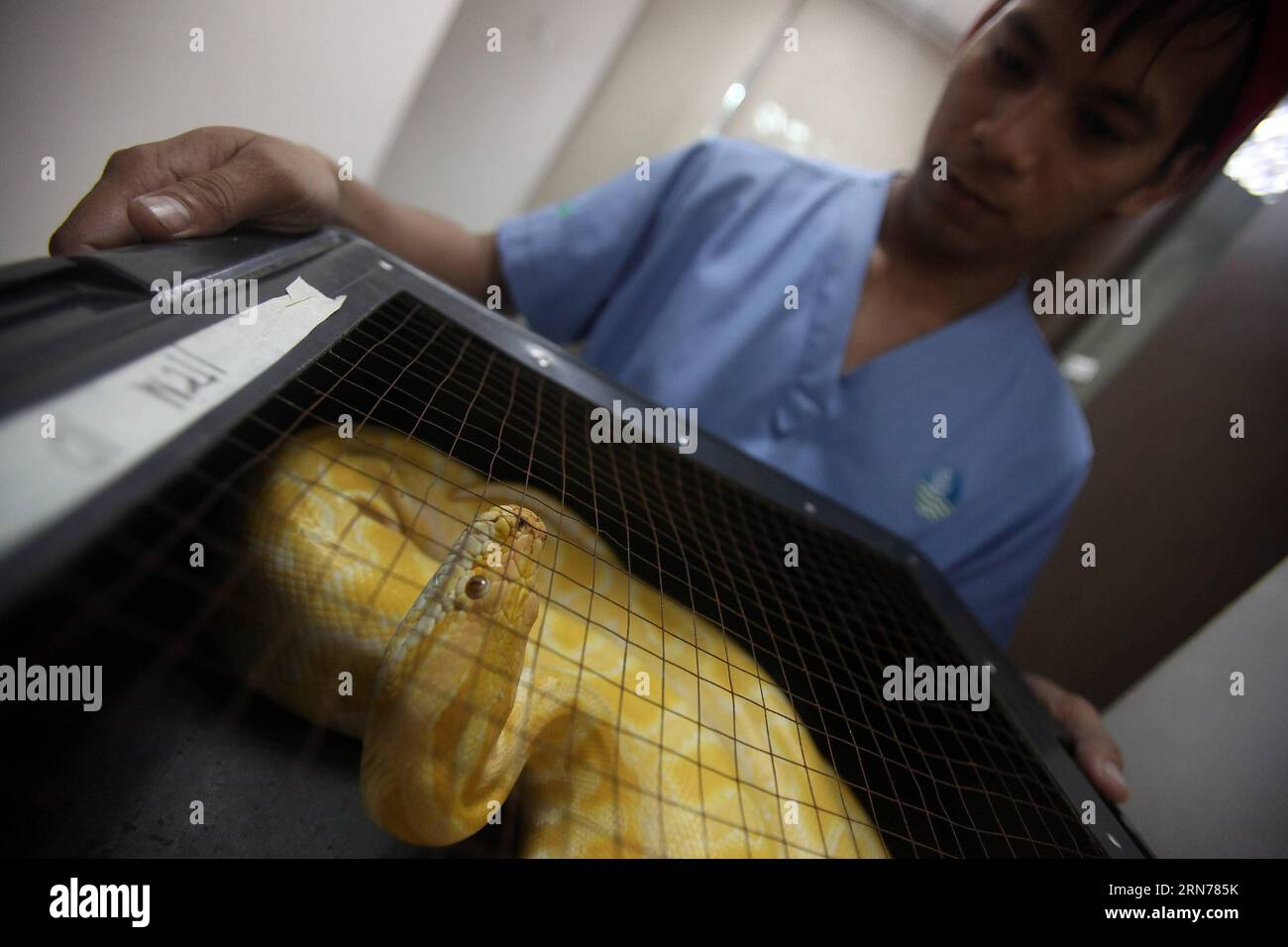 Philippine python hi-res stock photography and images - Alamy