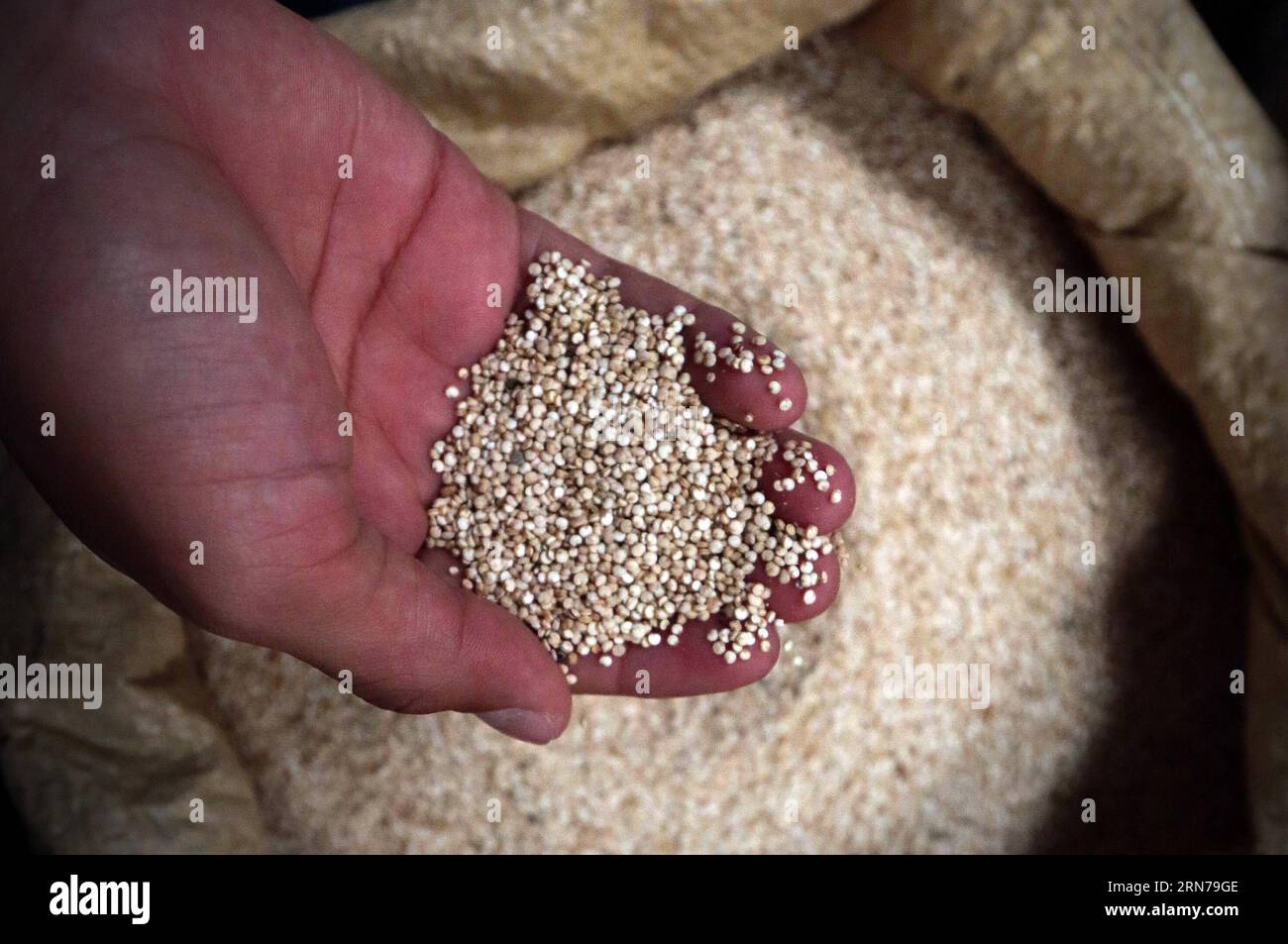 Image taken on Aug. 26, 2015 shows a seller holding quinoa in his hand ...