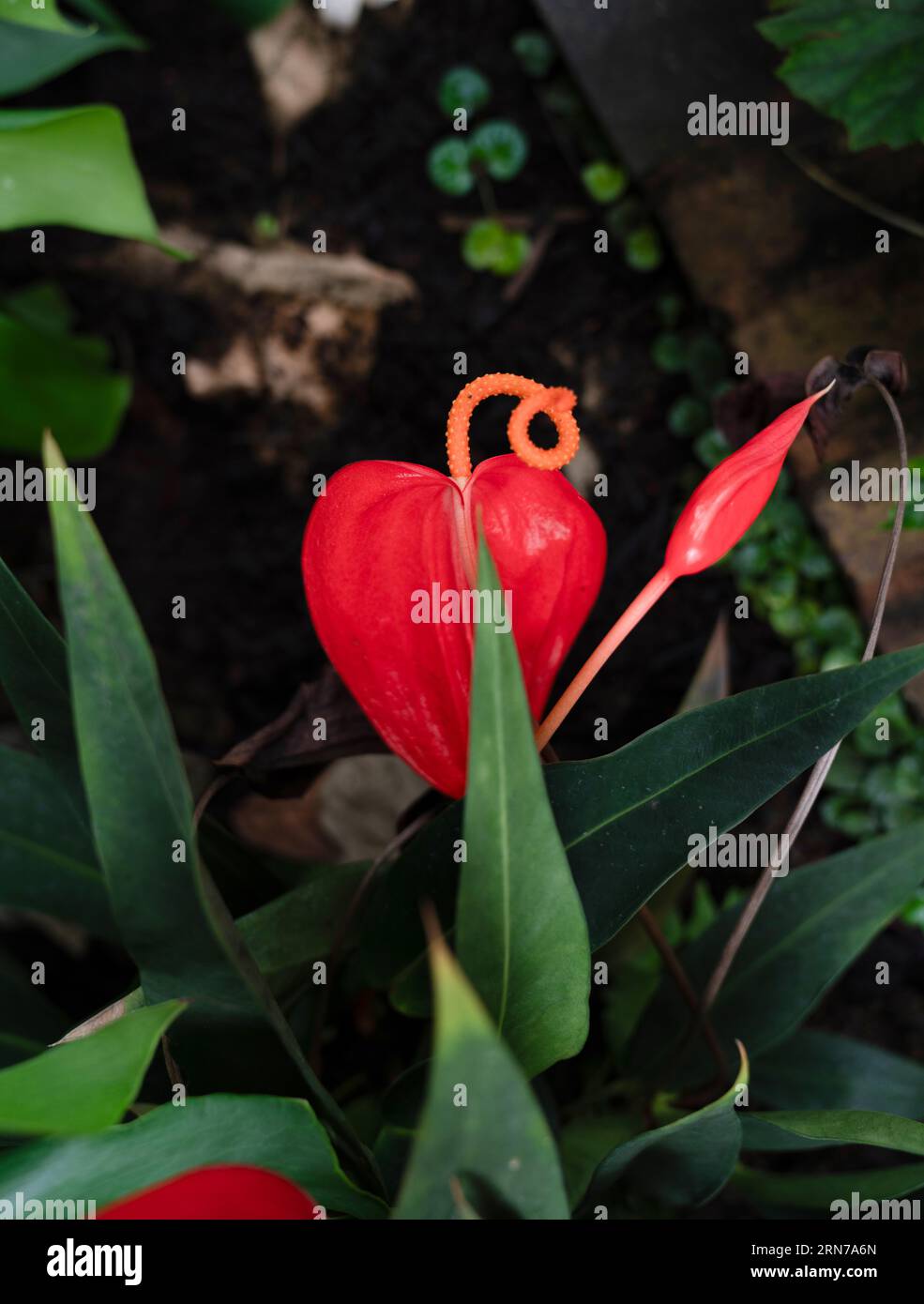 Anthurium scherzerianum, the flamingo flower or pigtail plant, is a ...
