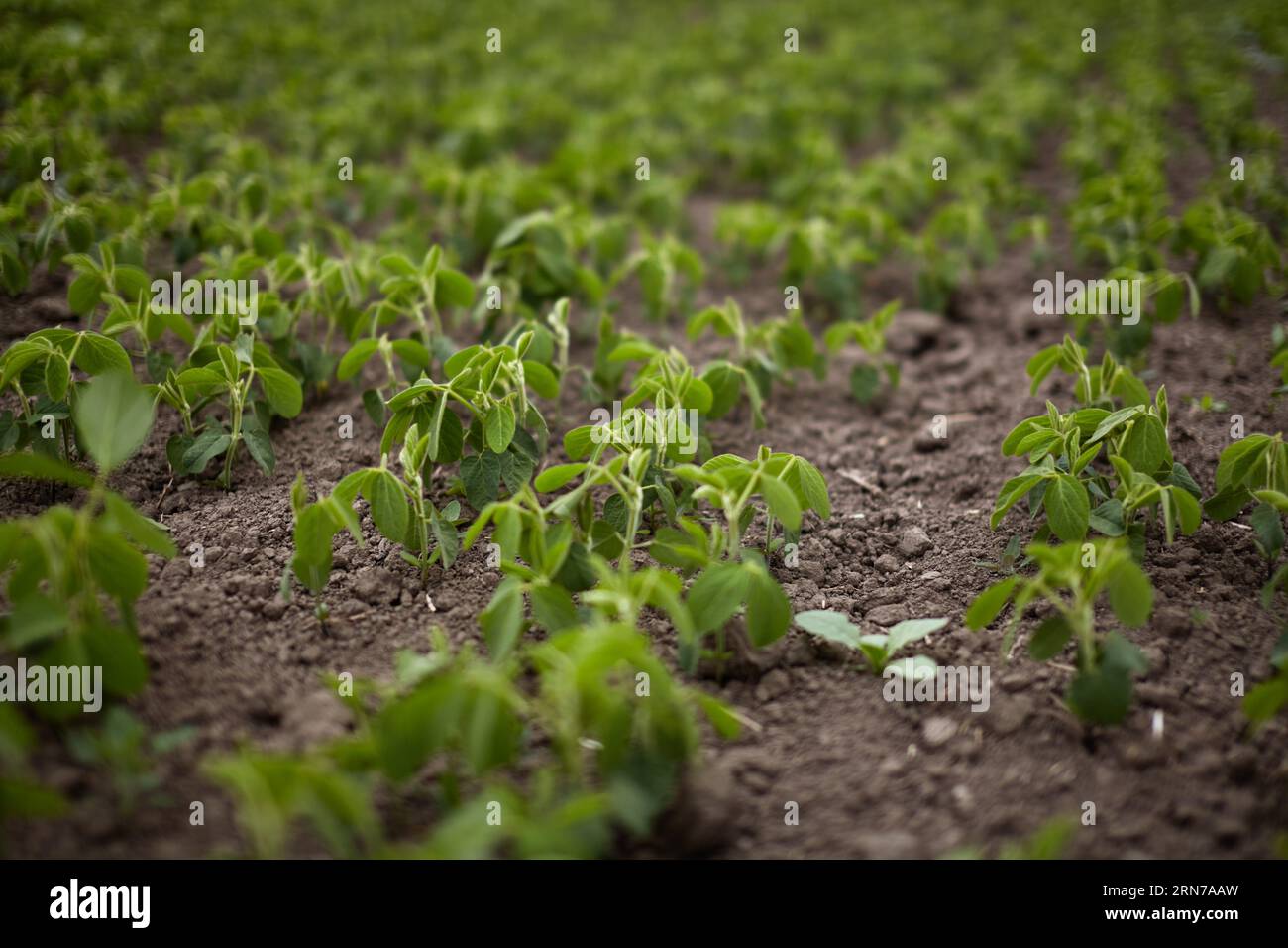 Soybean field sprouted soy in hi-res stock photography and images - Alamy