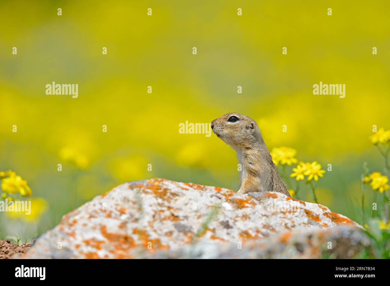 Ground Squirrel behind the rock, among the yellow flowers Stock Photo ...