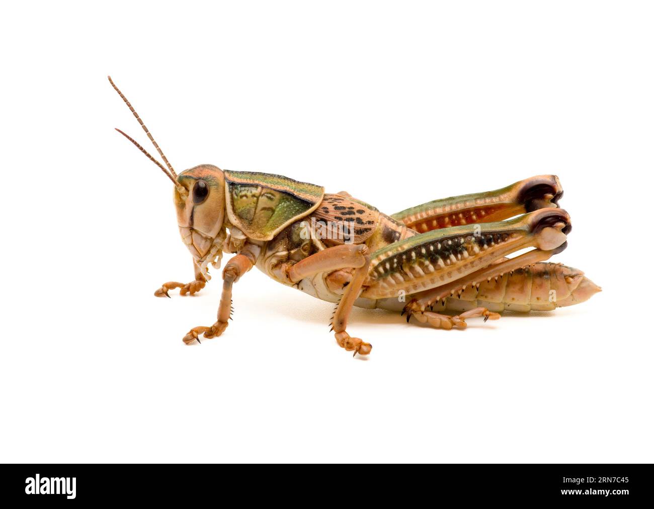 A brightly colored Plains Lubber Grasshopper isolated against a white ...